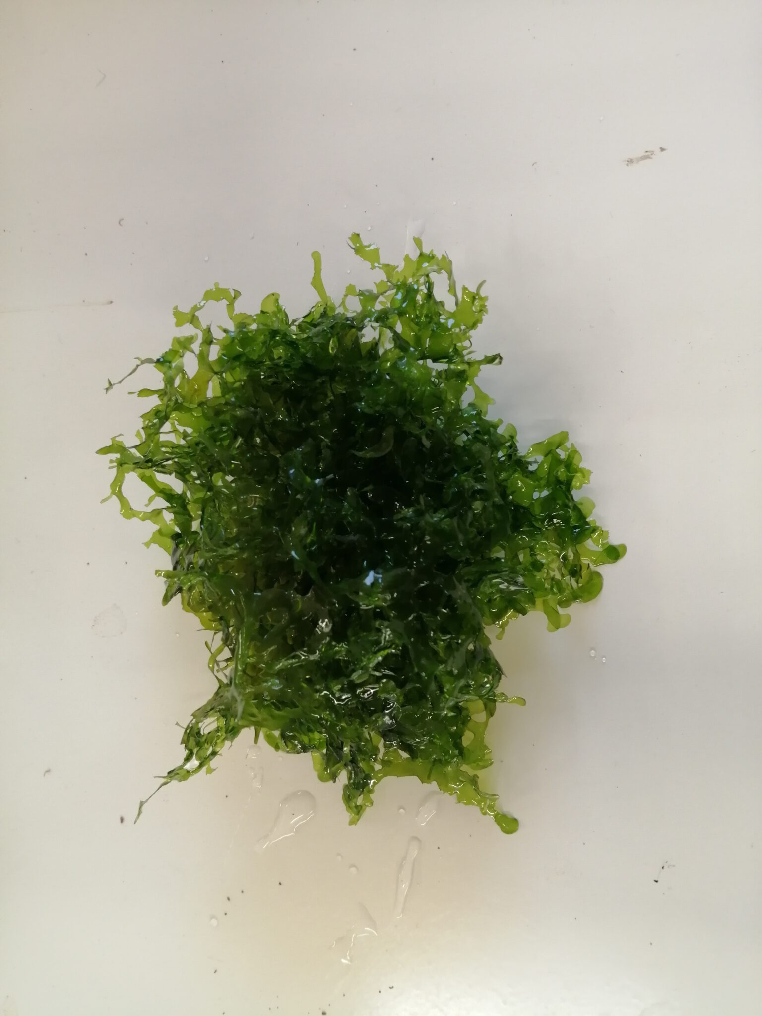 Süßwassertang (Lomariopsis Lineata) 1 Portion 7x7cm ...